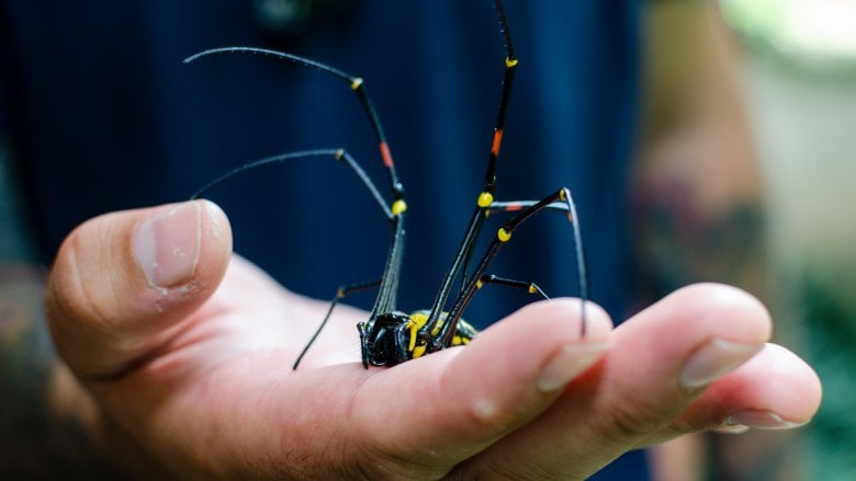 7 maiores aranhas que existem no mundo – Fatos Desconhecidos
