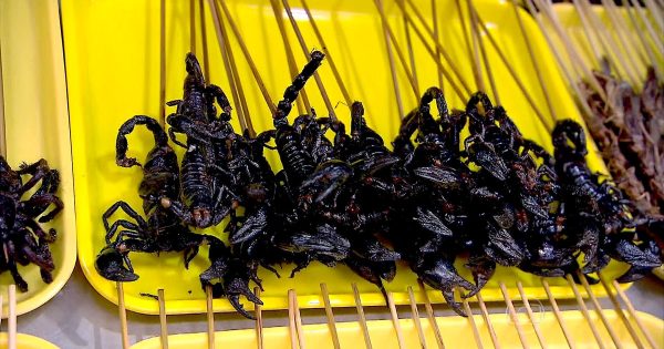 7 iguarias mais estranhas do mundo que têm insetos em suas receitas ...