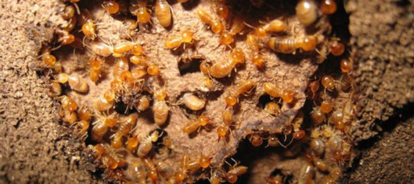 Cupinzeiro de mais de 4 mil anos é descoberto no Brasil e pode ser ...