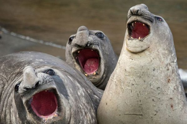 Qual a explicação para as focas que estão aparecendo com enguias ...