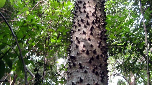 8 plantas que possuem super poderes – Fatos Desconhecidos