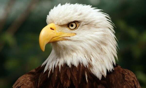 7 animais que possuem habilidades e sentidos melhores os do ser humano ...