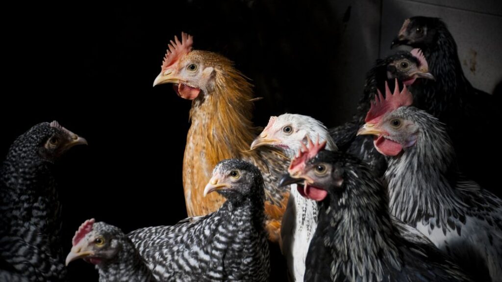 7 fobias animais que você provavelmente não conhecia – Fatos Desconhecidos