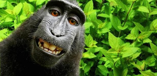 Afinal, animais podem sorrir? – Fatos Desconhecidos