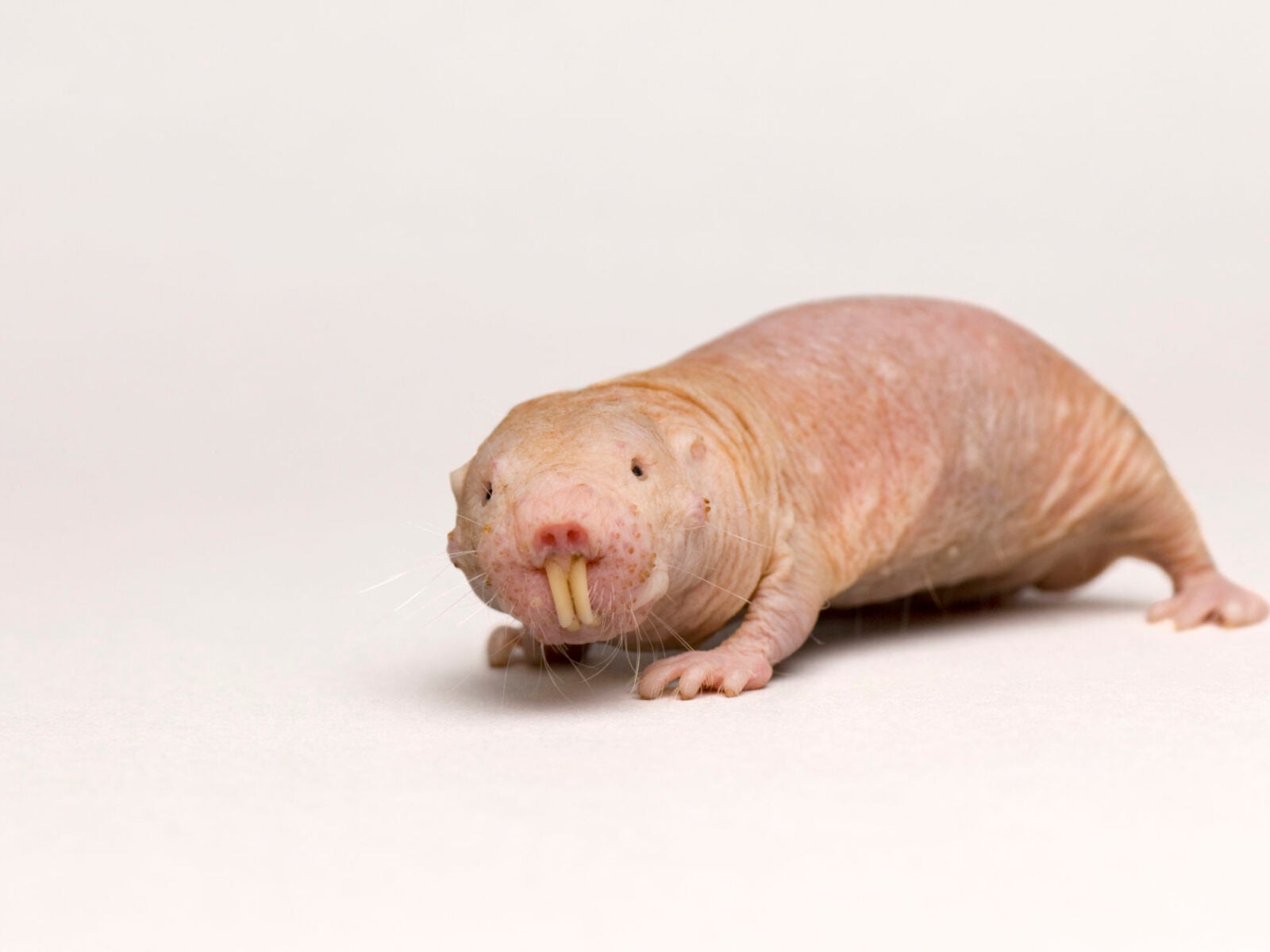 Rato-toupeira-pelado – Fatos Desconhecidos