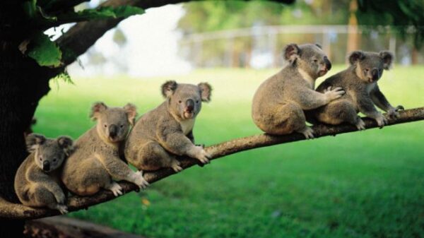 Coalas já são uma espécie extinta funcionalmente, entenda – Fatos ...