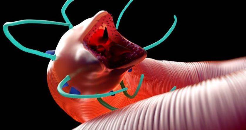 Conheça os vermes com mais de 30 mil anos que são os animais vivos mais ...