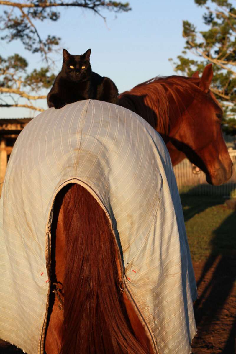 Conheça o gato e o cavalo que são amigos inseparáveis há 6 anos – Fatos ...