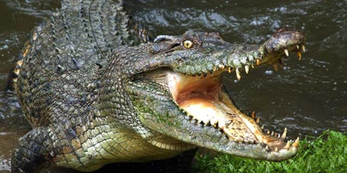 7 fatos inusitados sobre crocodilianos – Fatos Desconhecidos