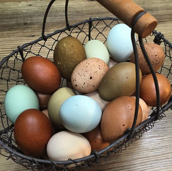 Por que ovos têm cores diferentes? – Fatos Desconhecidos