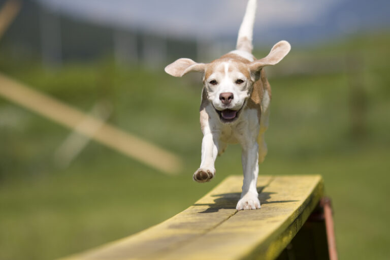 7 coisas que você não sabia sobre o rabo do seu cachorro – Fatos ...