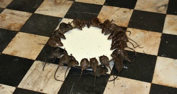 Você conhece o fenômeno ''rei dos ratos''? Entenda melhor esse pavor ...