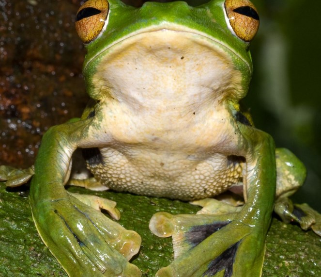 Você sabia que existem sapos que ''voam''? – Fatos Desconhecidos