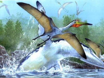 Germanodactylus – Fatos Desconhecidos