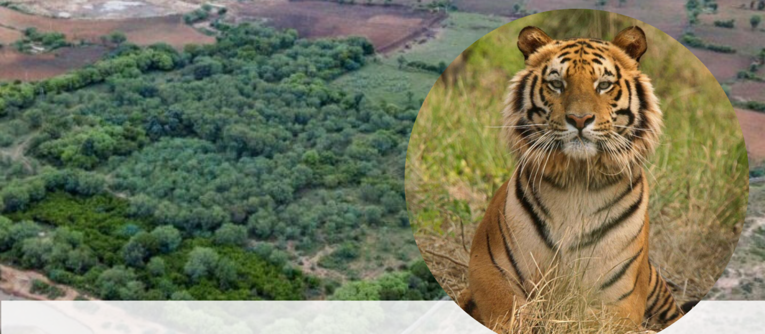 O que esse casal fez com uma reserva de tigres vai te impressionar ...