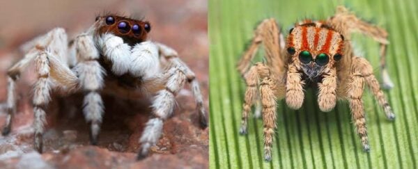 Várias aranhas totalmente adoráveis foram descobertas na Austrália ...