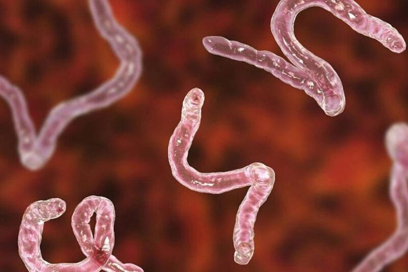 Parasitas do mundo têm que ser salvos antes de acabar para sempre ...