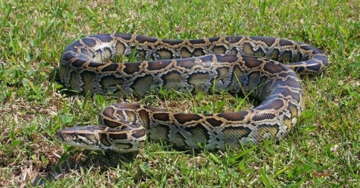 6 maiores cobras do reino animal – Fatos Desconhecidos