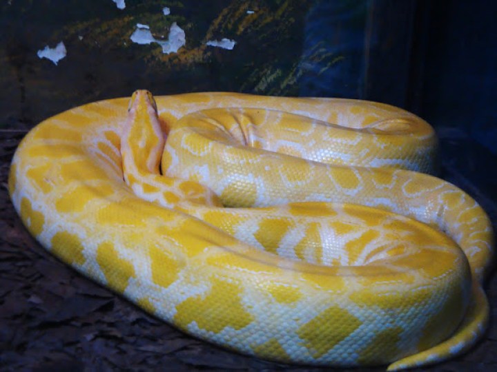 6 maiores cobras do reino animal – Fatos Desconhecidos