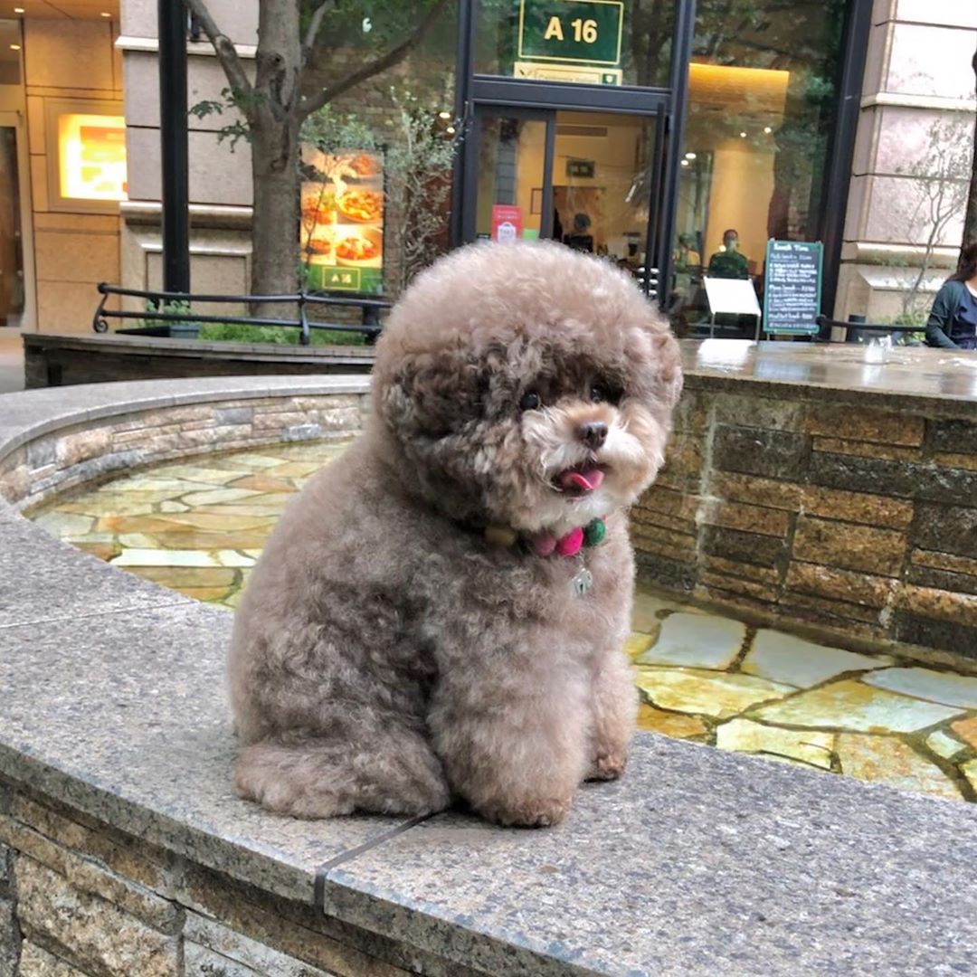 O Poodle De Rosto Humano Que Está Bombando Na Internet Fatos Desconhecidos