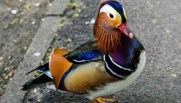 Esse é o pato mais bonito do mundo que também é símbolo de amor e ...