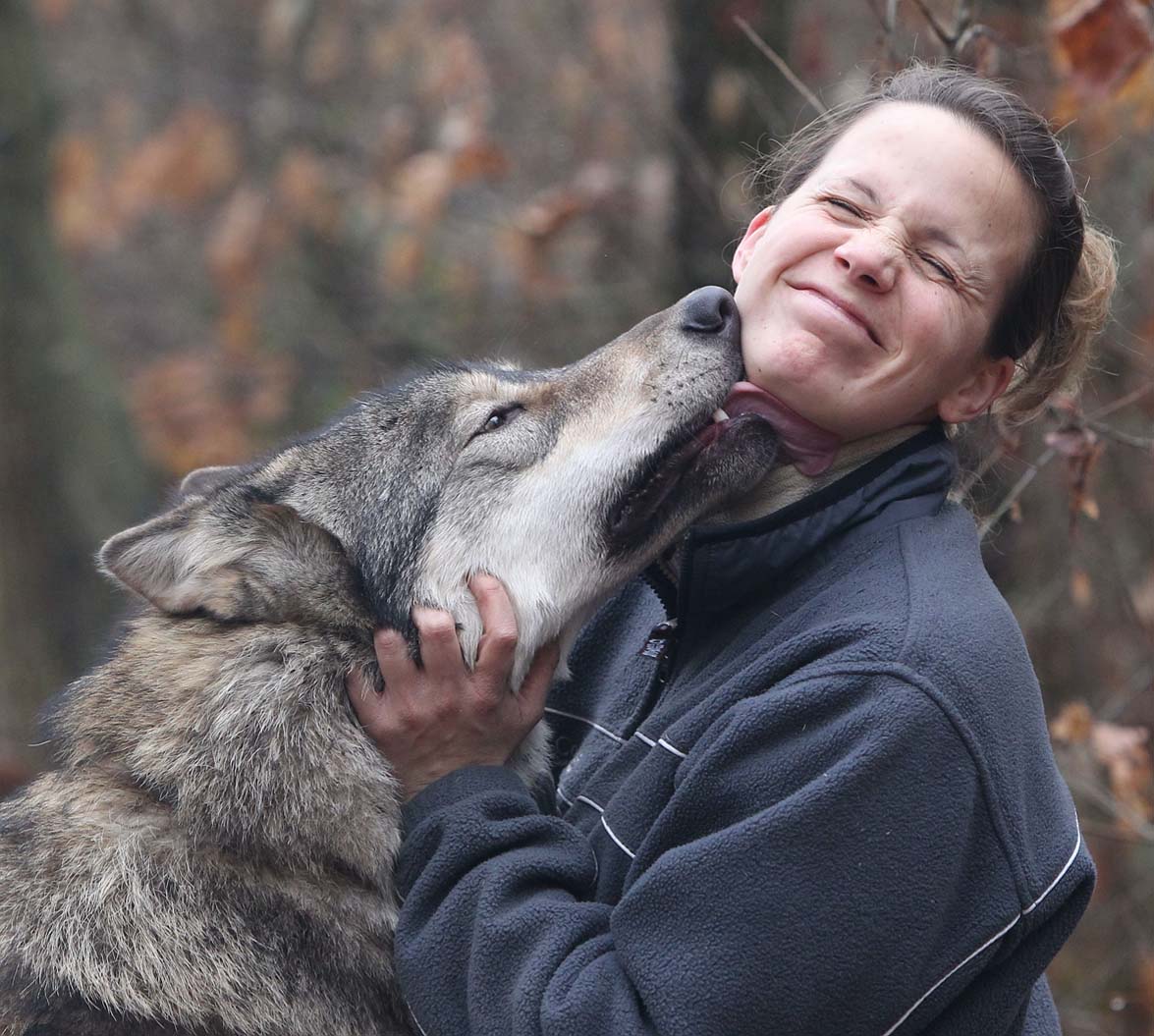 Lobos adultos se apegam às pessoas da mesma forma que cachorros – Fatos ...