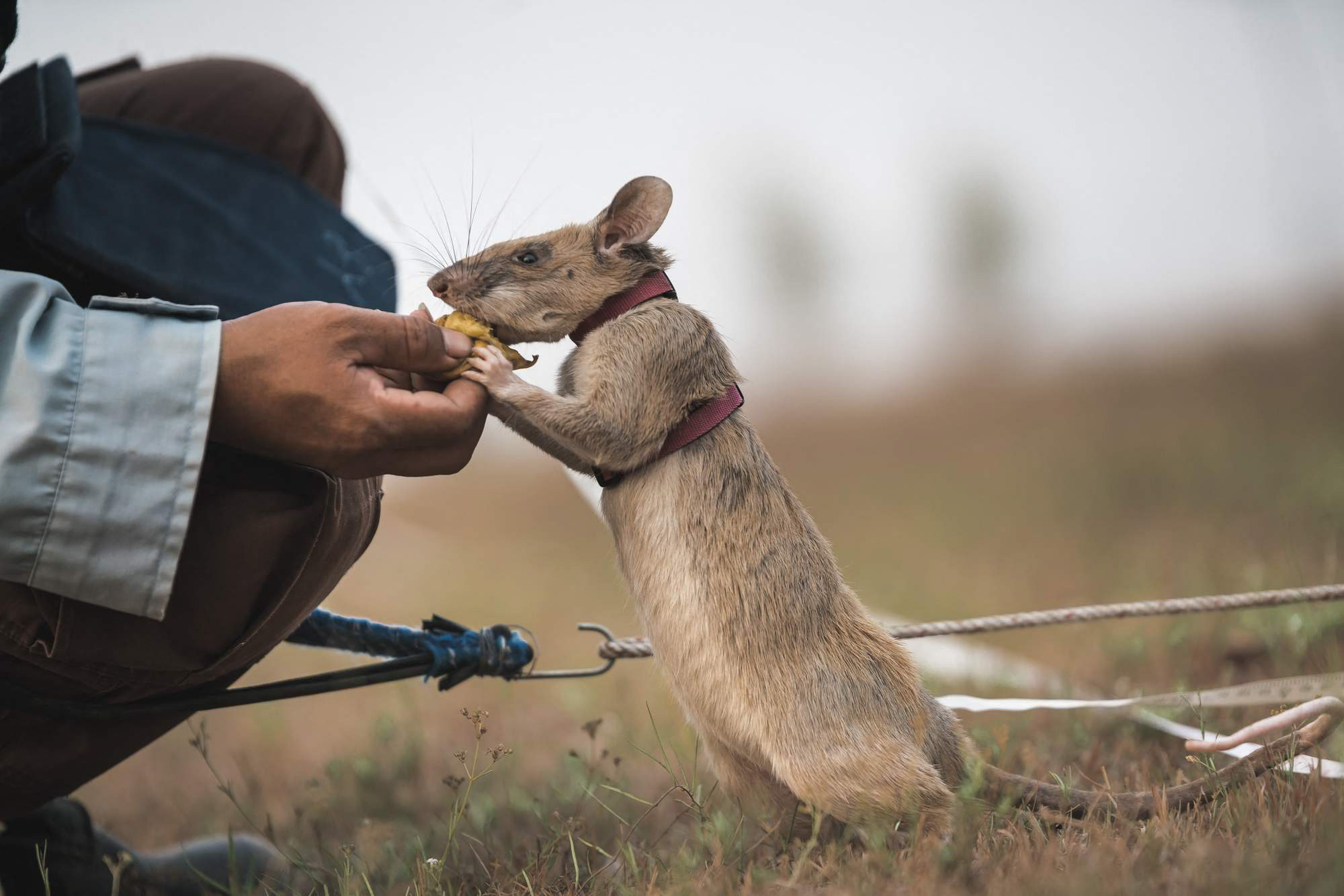 Rato farejador recebeu uma medalha por seu trabalho de salvar vidas ...