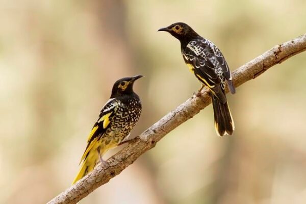 Espécie de ave canora entra em extinção por perder habilidade de canto ...