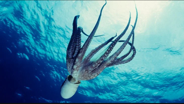 Fósseis mostram que cefalópodes podem ser 30 milhões de anos mais ...