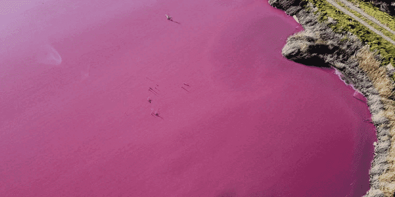 Uma lagoa na Argentina ficou rosa brilhante e não foi por causas ...