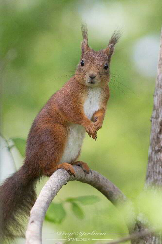 Esquilos tem quatro tipo de personalidades que moldam seus ecossistemas ...