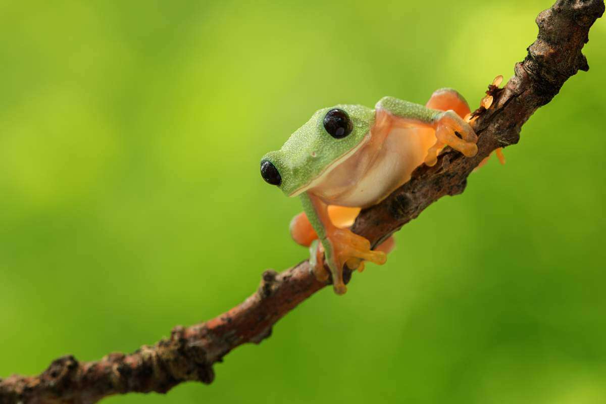 Descubra as espécies animais mais raras do mundo – Fatos Desconhecidos