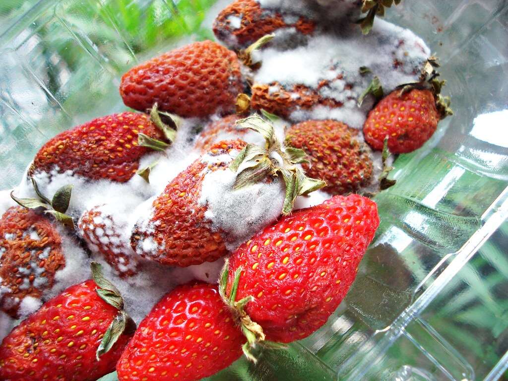 Podemos comer alimentos mofados depois de tirar o mofo? – Fatos ...