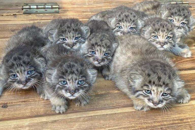 Gato-de-pallas: conheça o felino mais expressivo – Fatos Desconhecidos