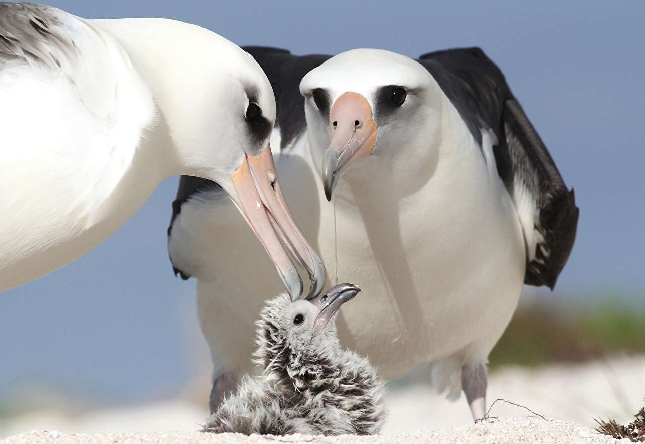 Por que as aves albatrozes estão se divorciando? – Fatos Desconhecidos