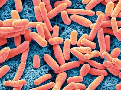 bactéria carnívora – Fatos Desconhecidos