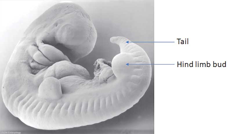 E se os humanos tivessem cauda?