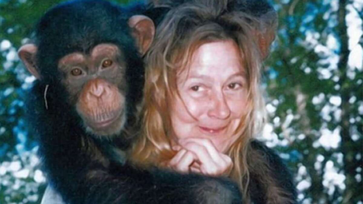 A fúria do chimpanzé Travis: você não vai acreditar no que ele fez ...