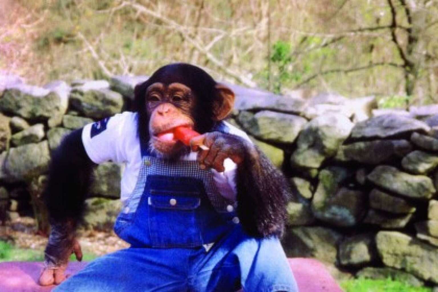 A fúria do chimpanzé Travis: você não vai acreditar no que ele fez ...