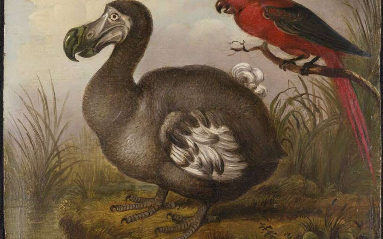 O que aconteceu com o dodô? – Fatos Desconhecidos