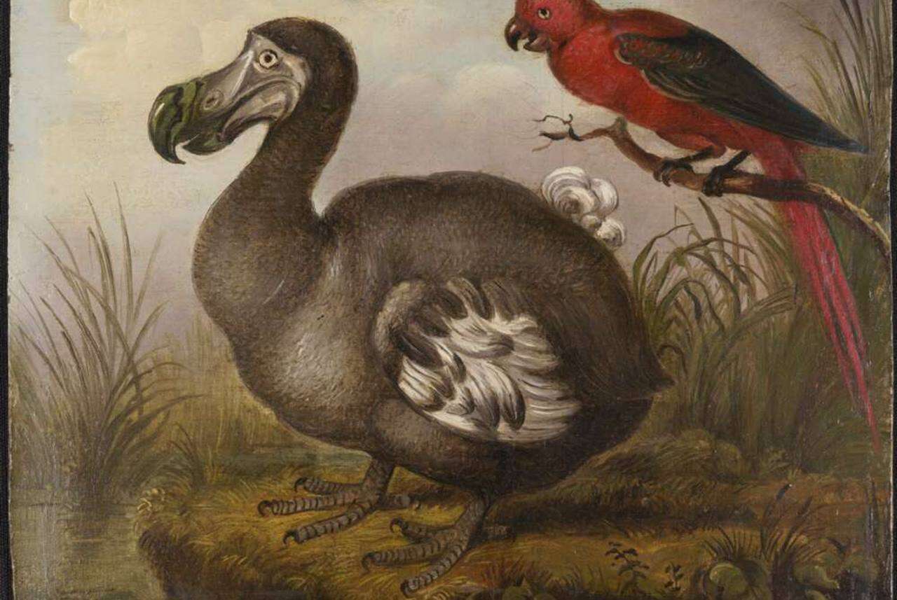 O que aconteceu com o dodô? – Fatos Desconhecidos