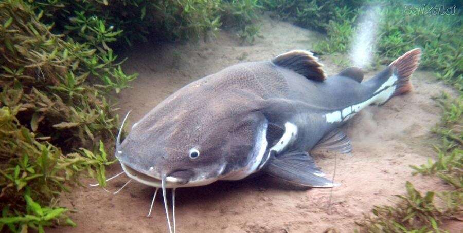 Pirarucu: o maior peixe de água doce do mundo – Fatos Desconhecidos