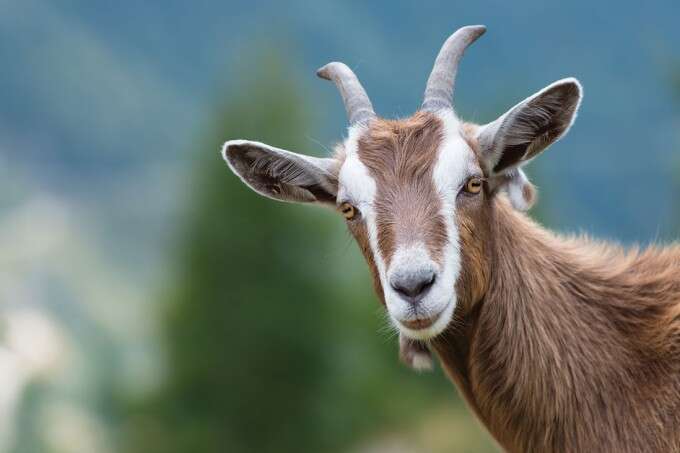 Qual a diferença entre cabra, cabrito e bode? – Fatos Desconhecidos