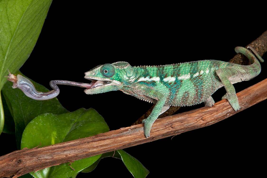 Como a ciência explica a mudança de cor dos camaleões? – Fatos ...
