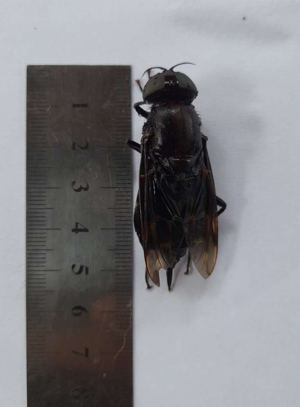 Mosca gigante e rara é encontrada no litoral de SP – Fatos Desconhecidos
