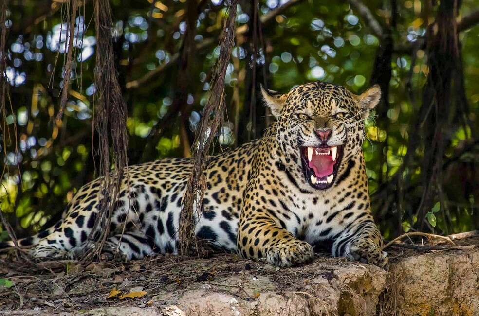 O maior felino das Américas: conheça alguns fatos curiosos da onça ...