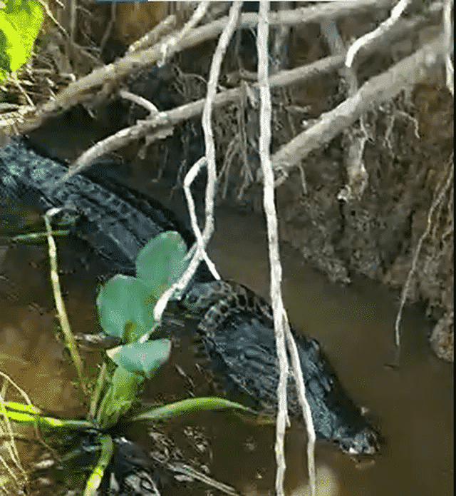 Turistas encontram sucuri de 3 metros em rio em Bonito – Fatos ...