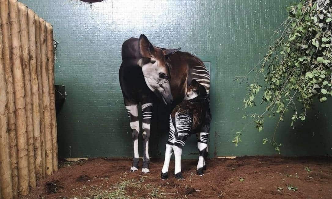 Considerada em extinção, 'prima' da girafa e da zebra engravida nos ...