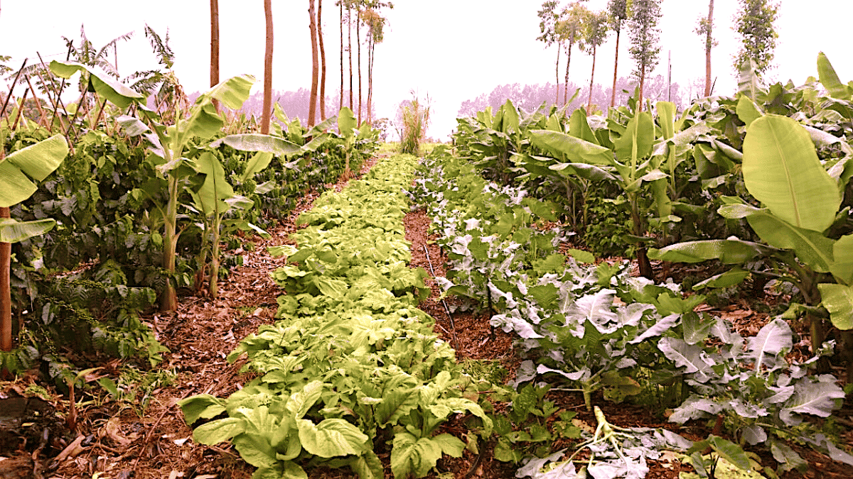 O que são agroflorestas? – Fatos Desconhecidos