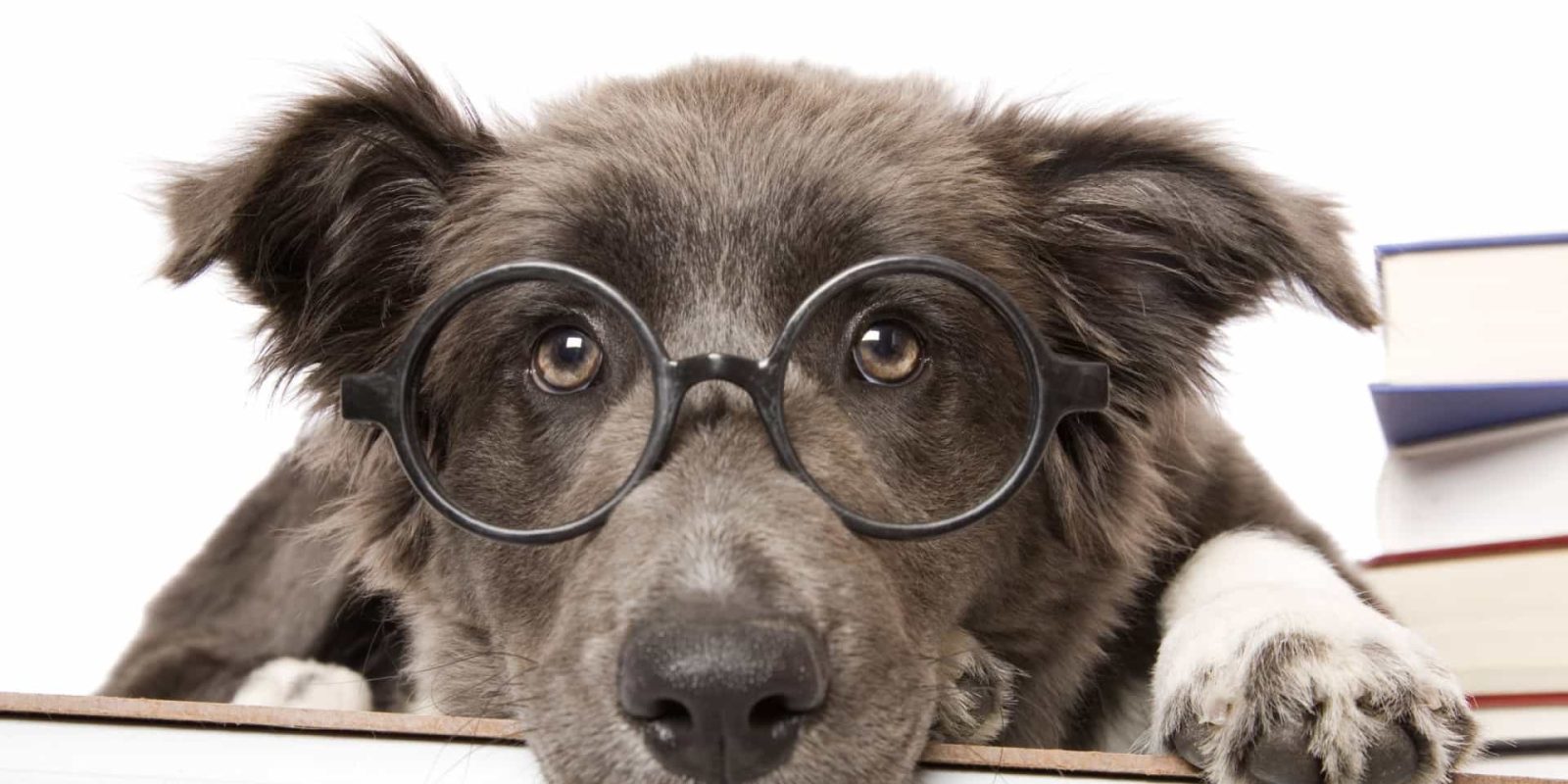 O mistério da inteligência animal